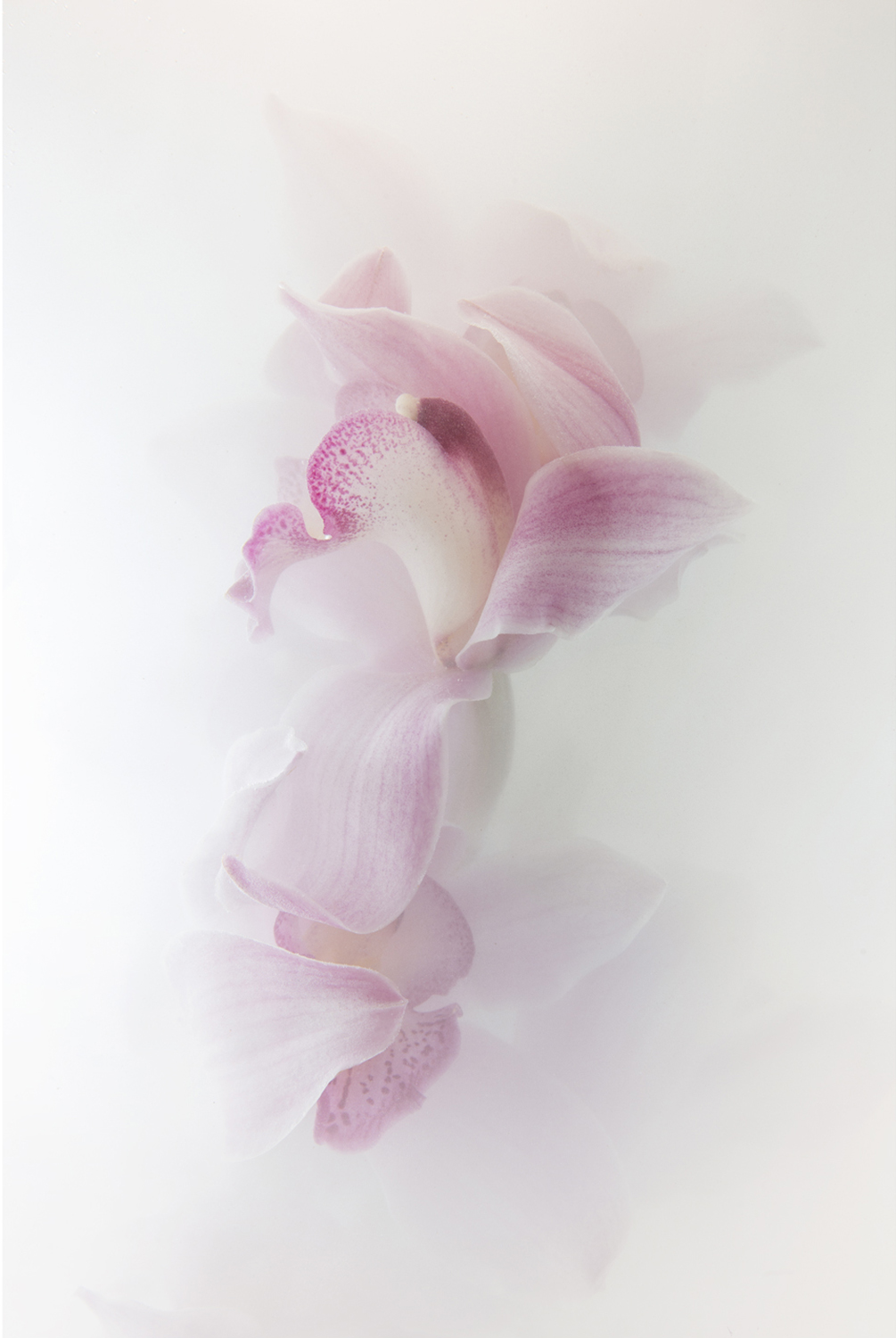 orchid i – Jimmy welch