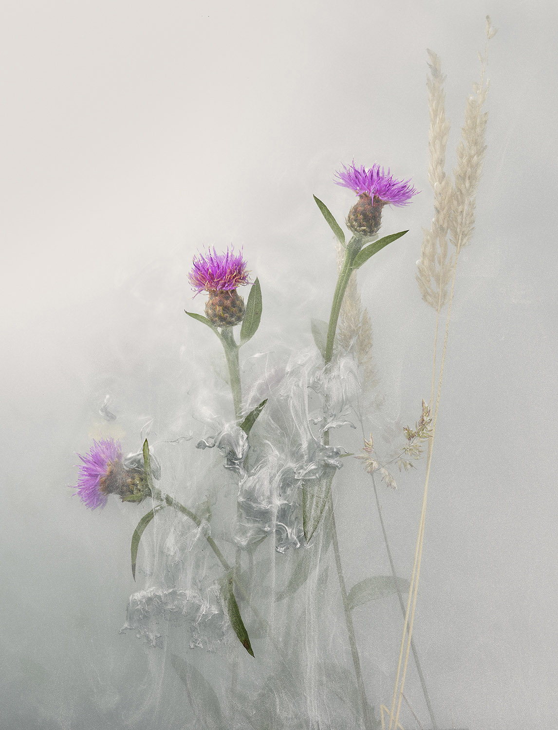 plant – Jimmy welch