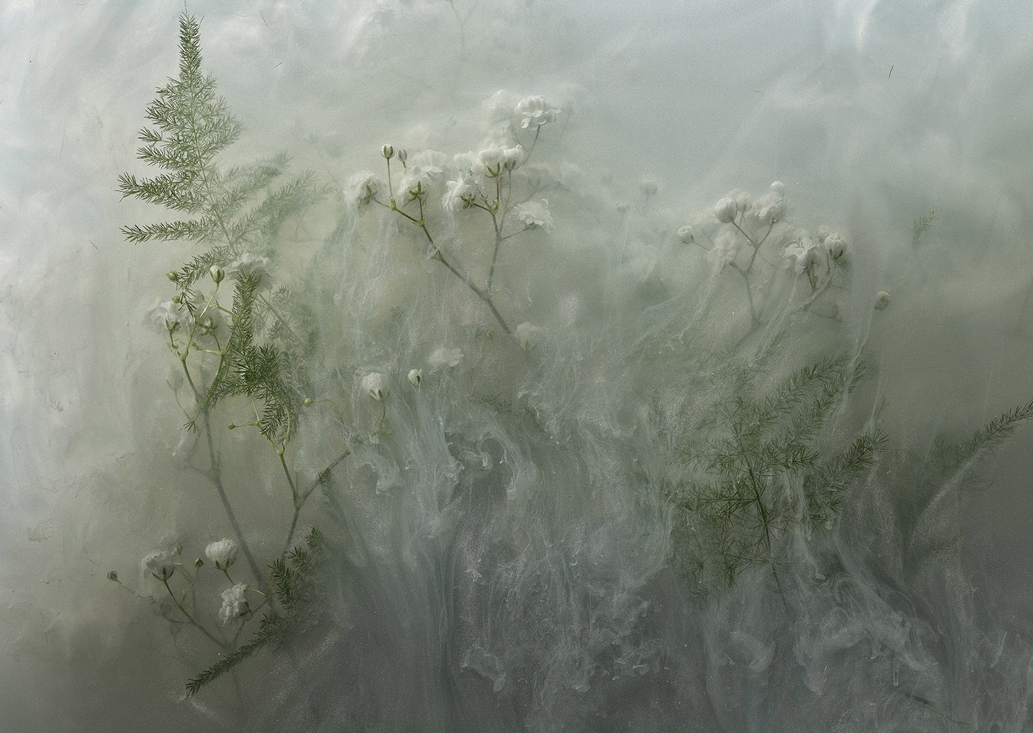 plant – Jimmy welch