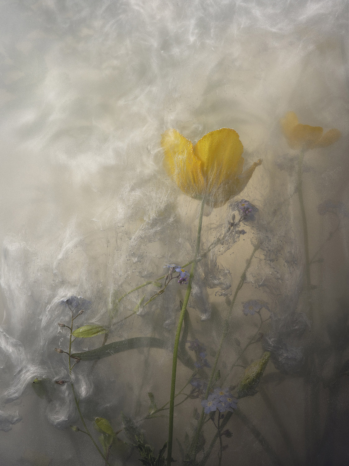 plant – Jimmy welch